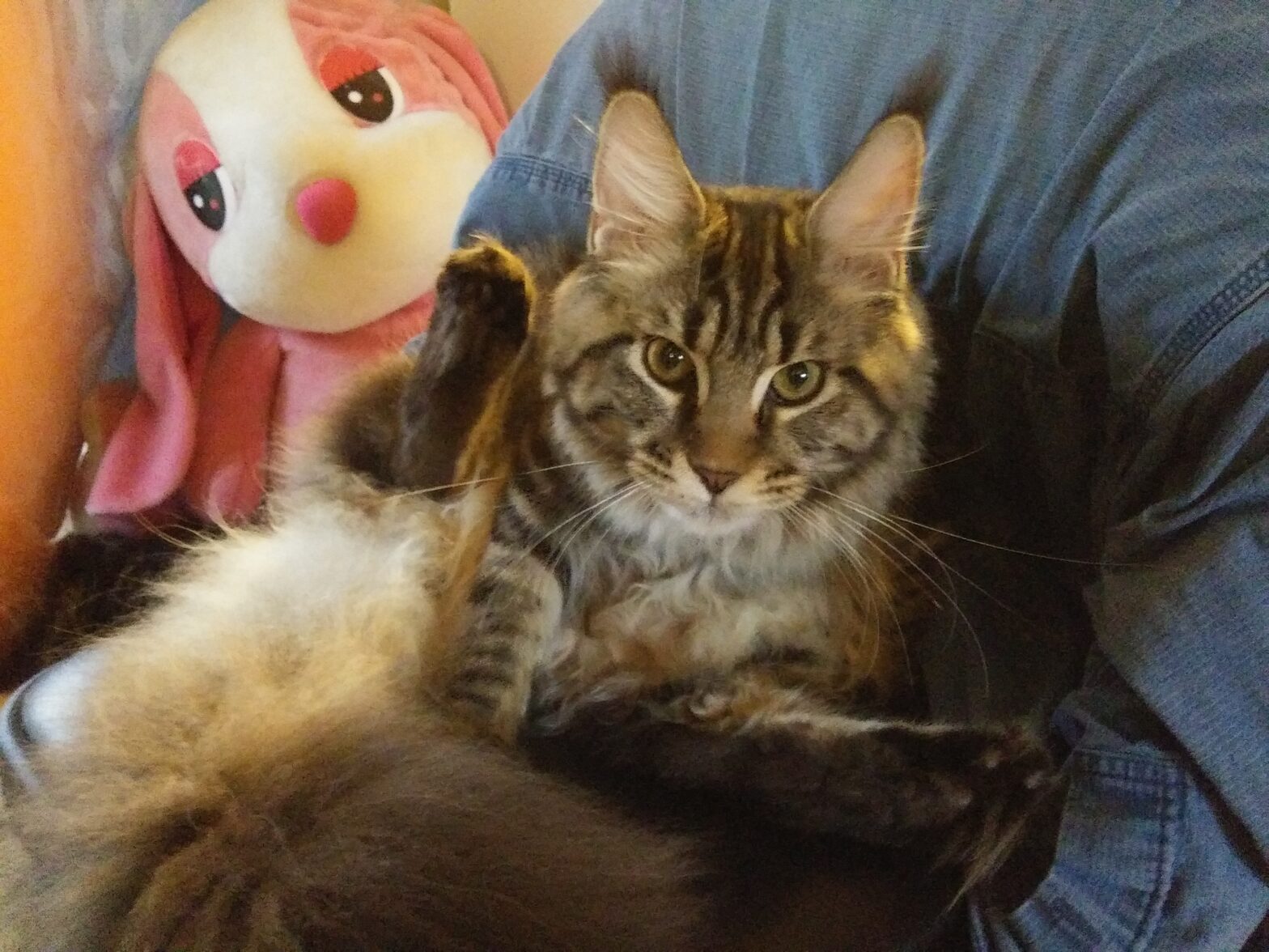 Our Cats – Fancy Lynx Maine Coons