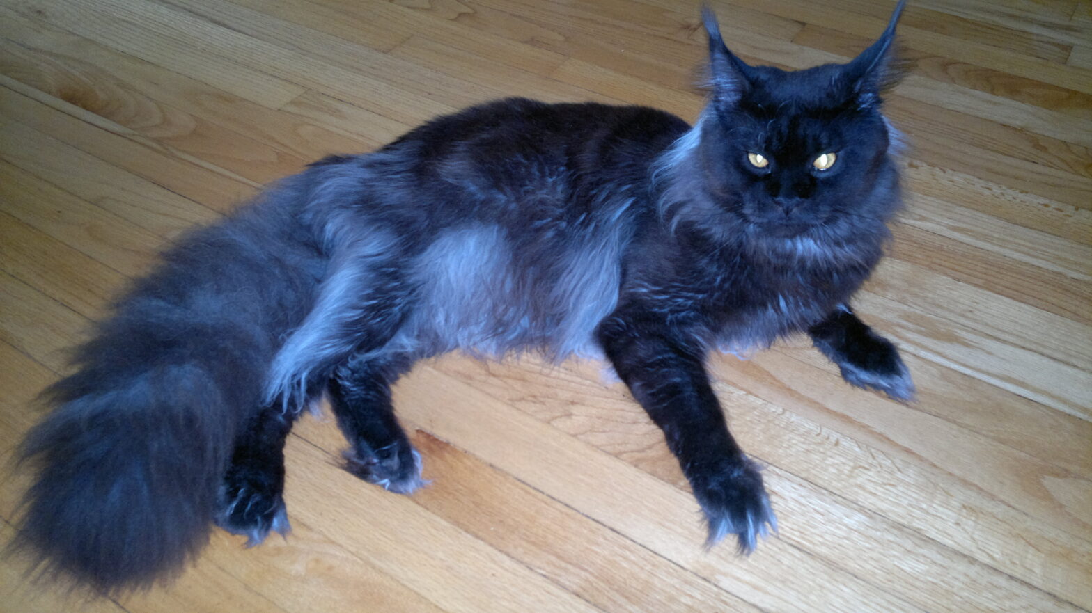 Our Cats – Fancy Lynx Maine Coons