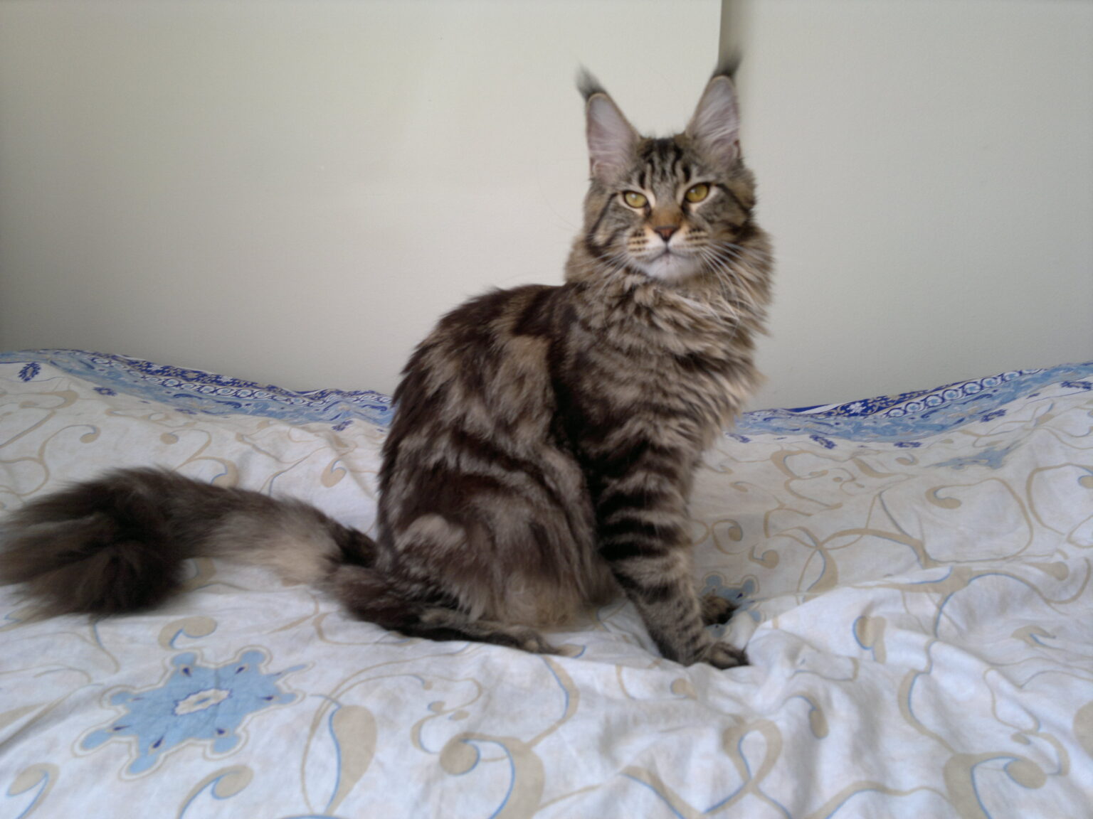 Our Cats – Fancy Lynx Maine Coons