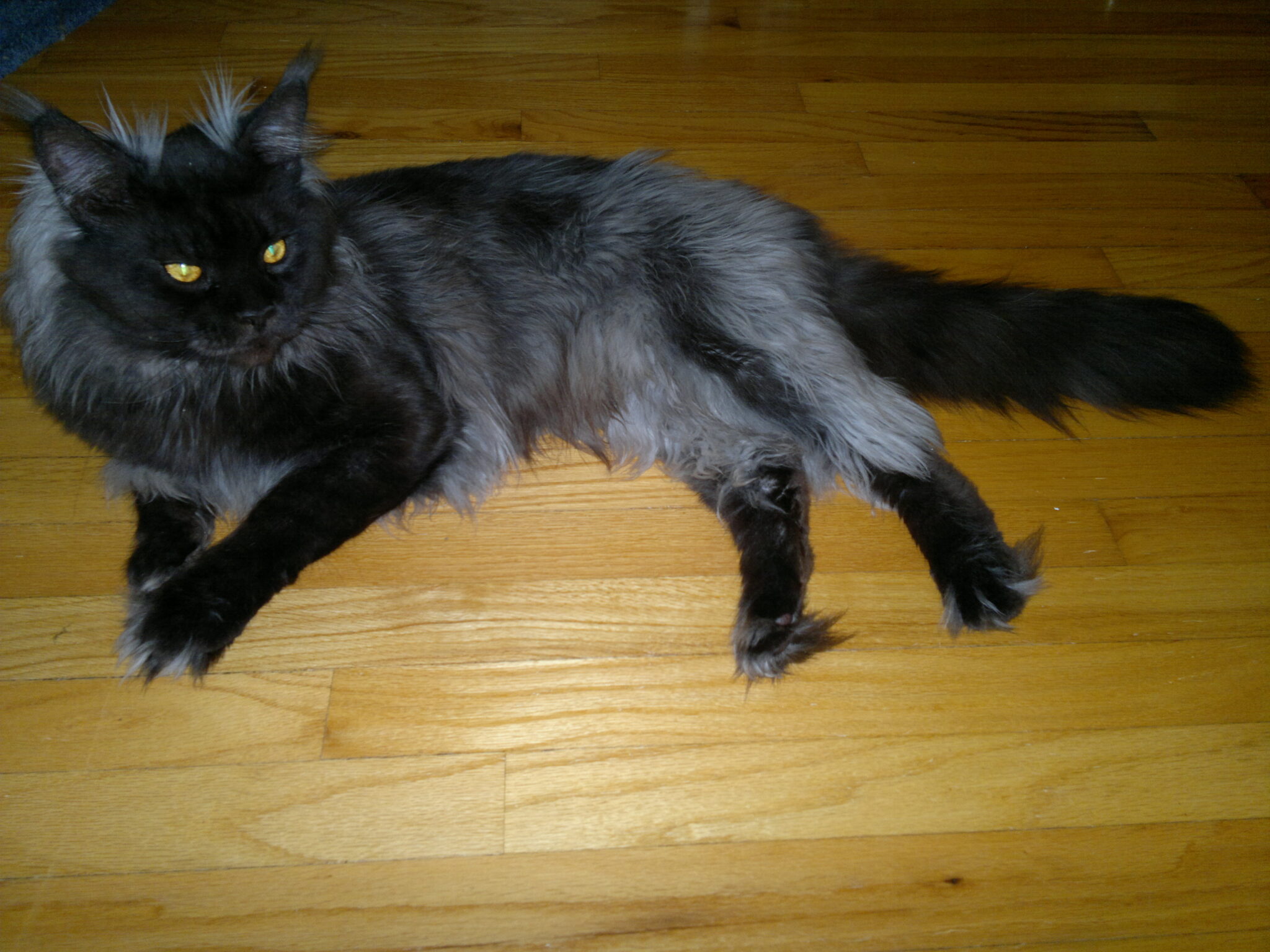Our Cats – Fancy Lynx Maine Coons