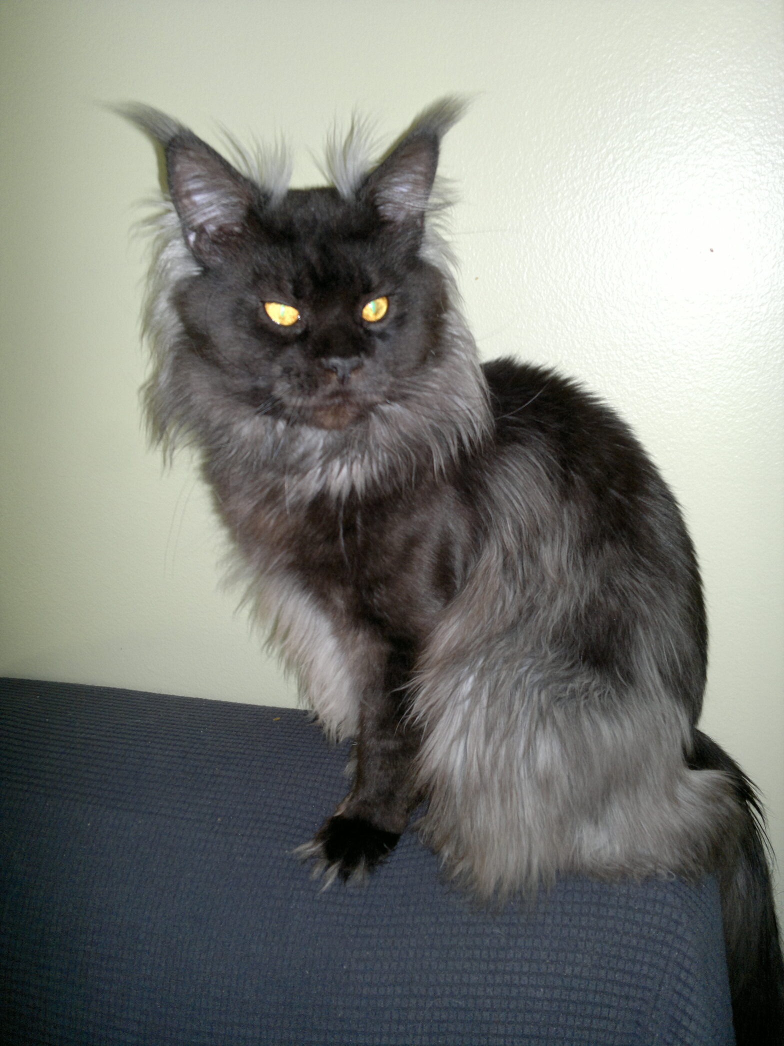 Our Cats – Fancy Lynx Maine Coons