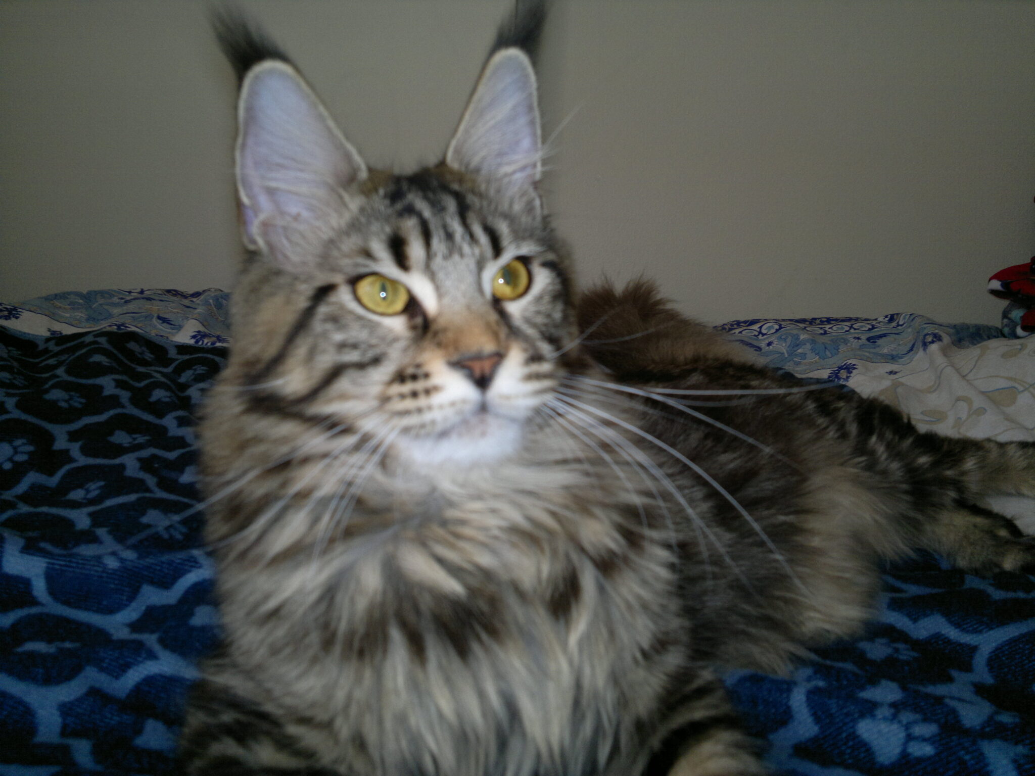 Our Cats – Fancy Lynx Maine Coons