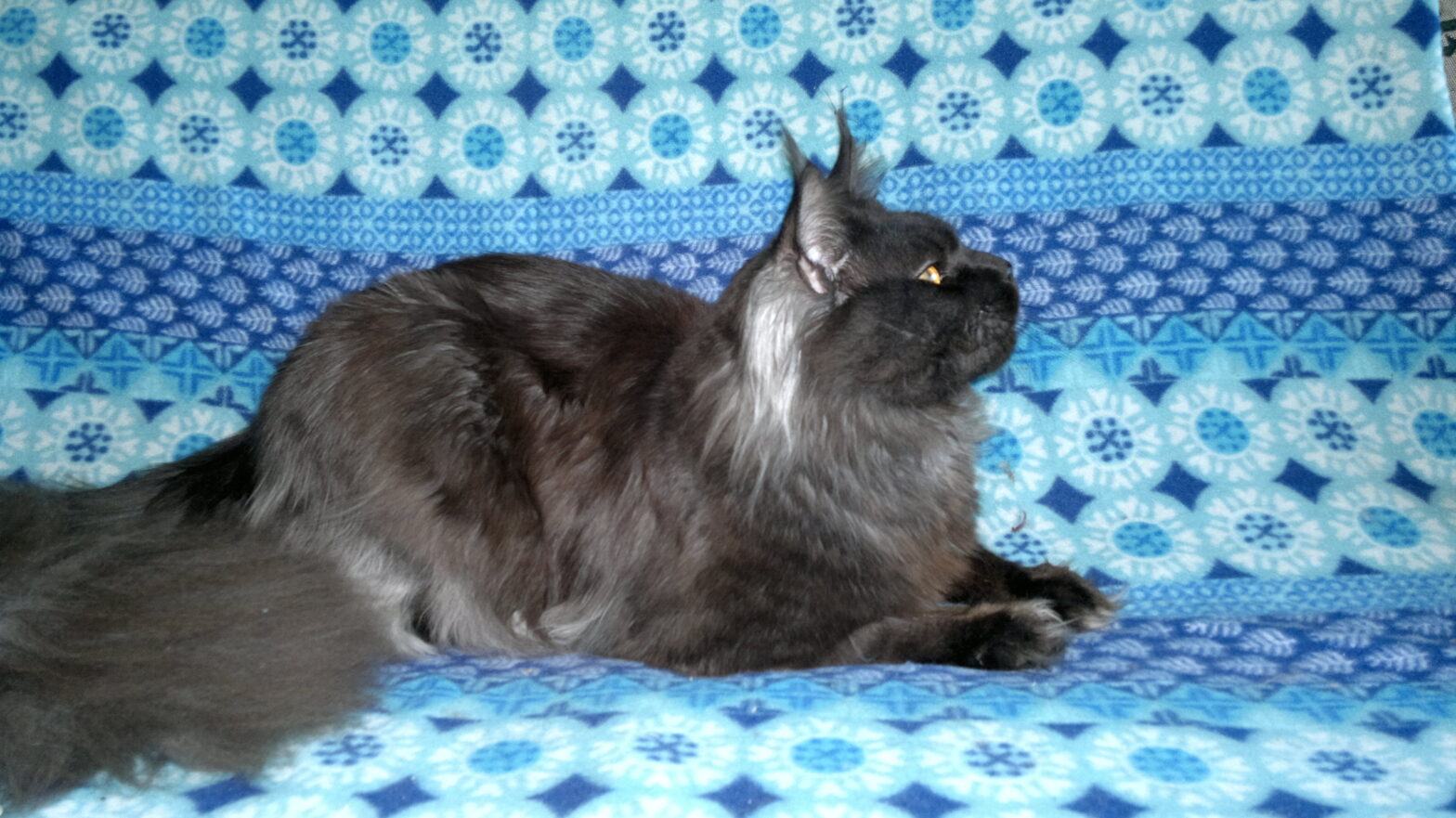 Our Cats – Fancy Lynx Maine Coons