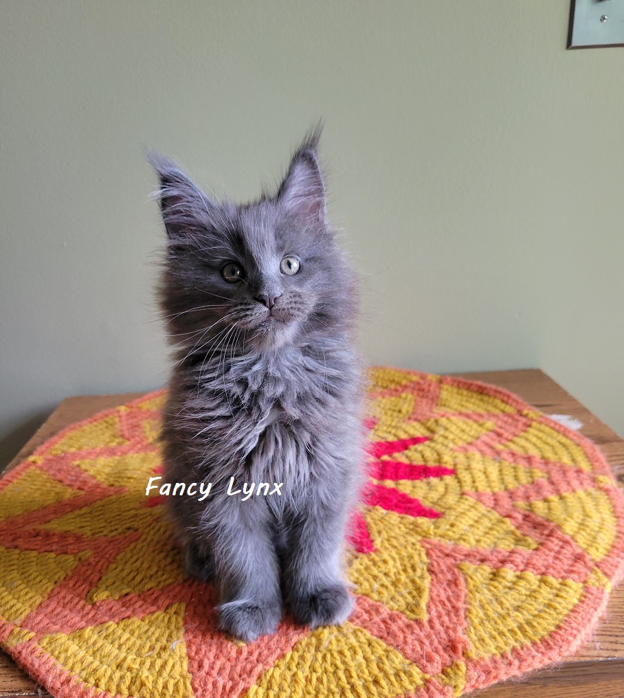 Get to Know Our Kittens! – Fancy Lynx Maine Coons