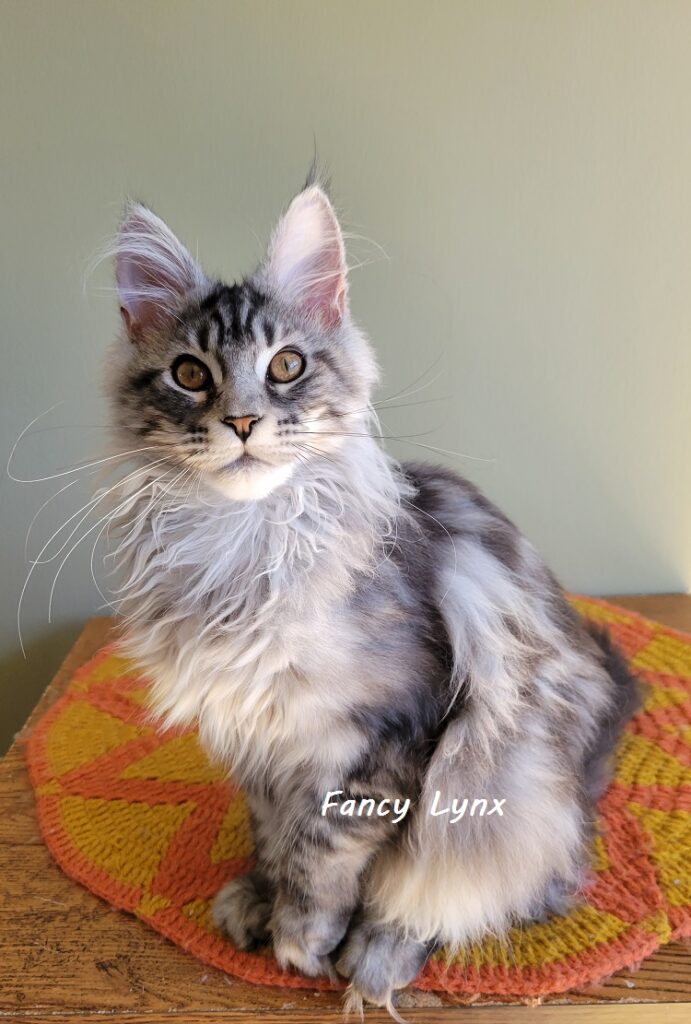 Get to Know Our Kittens! – Fancy Lynx Maine Coons